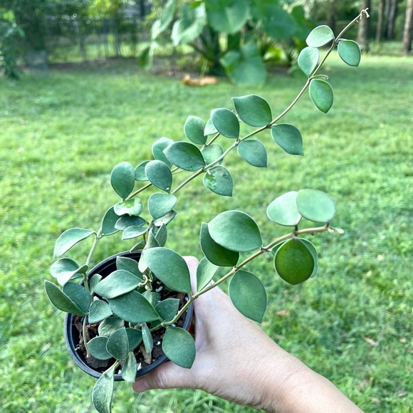 Hoya | Accessories | Rare Great Deal Hoya Nummularioides Plant With ...